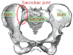SI Joint Concepts: Form Closure vs. Force Closure – My Sacroiliac Joint ...