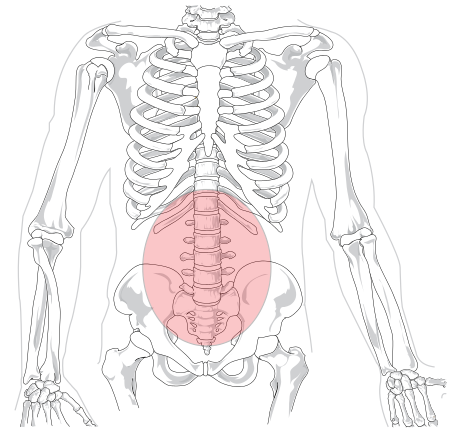 Targeting the root cause: Training for Lumbopelvic Stability – My ...