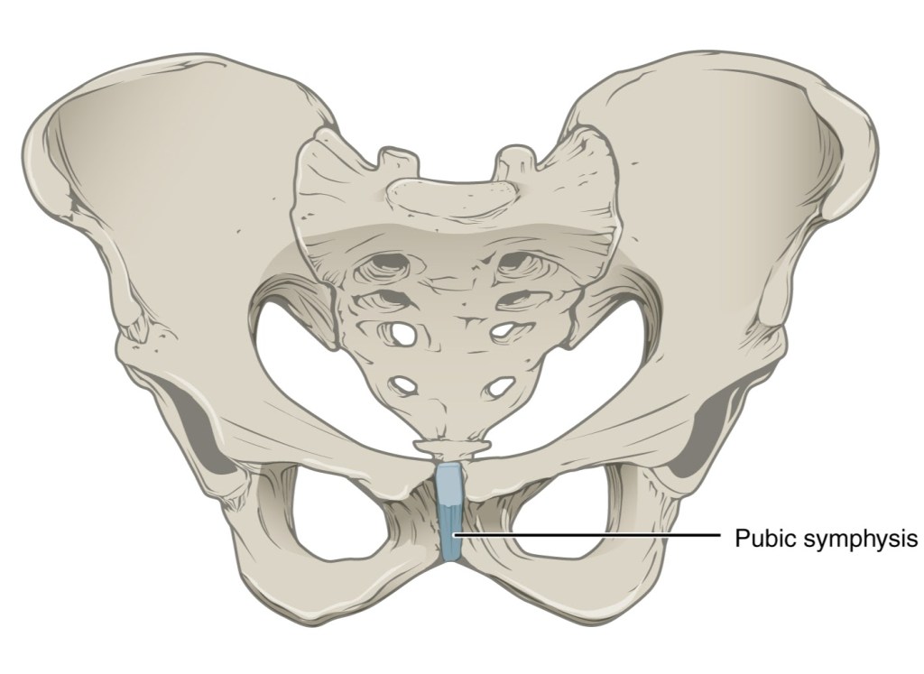 How that scary snapping feeling in the front of your pelvis can ...
